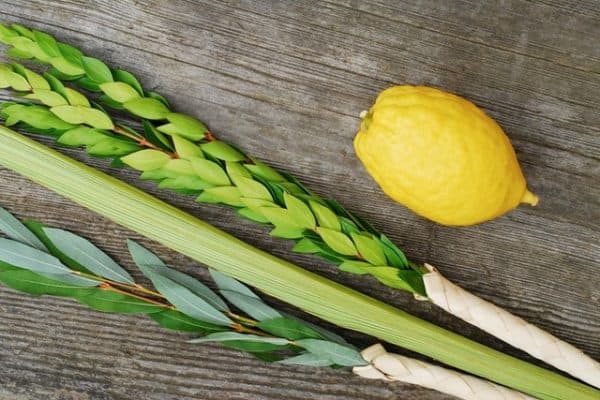 The Mystery of the "Lulav" - LOJSociety | Lion Of Judah Society ...