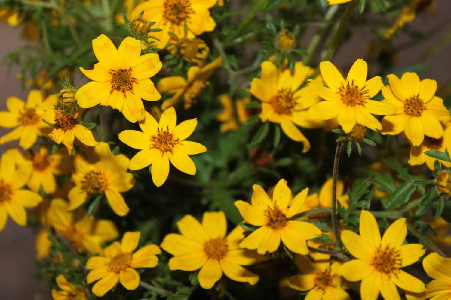 Meskel መስቀል (Finding of the True Cross) | Monday, September 27, 2021 ...